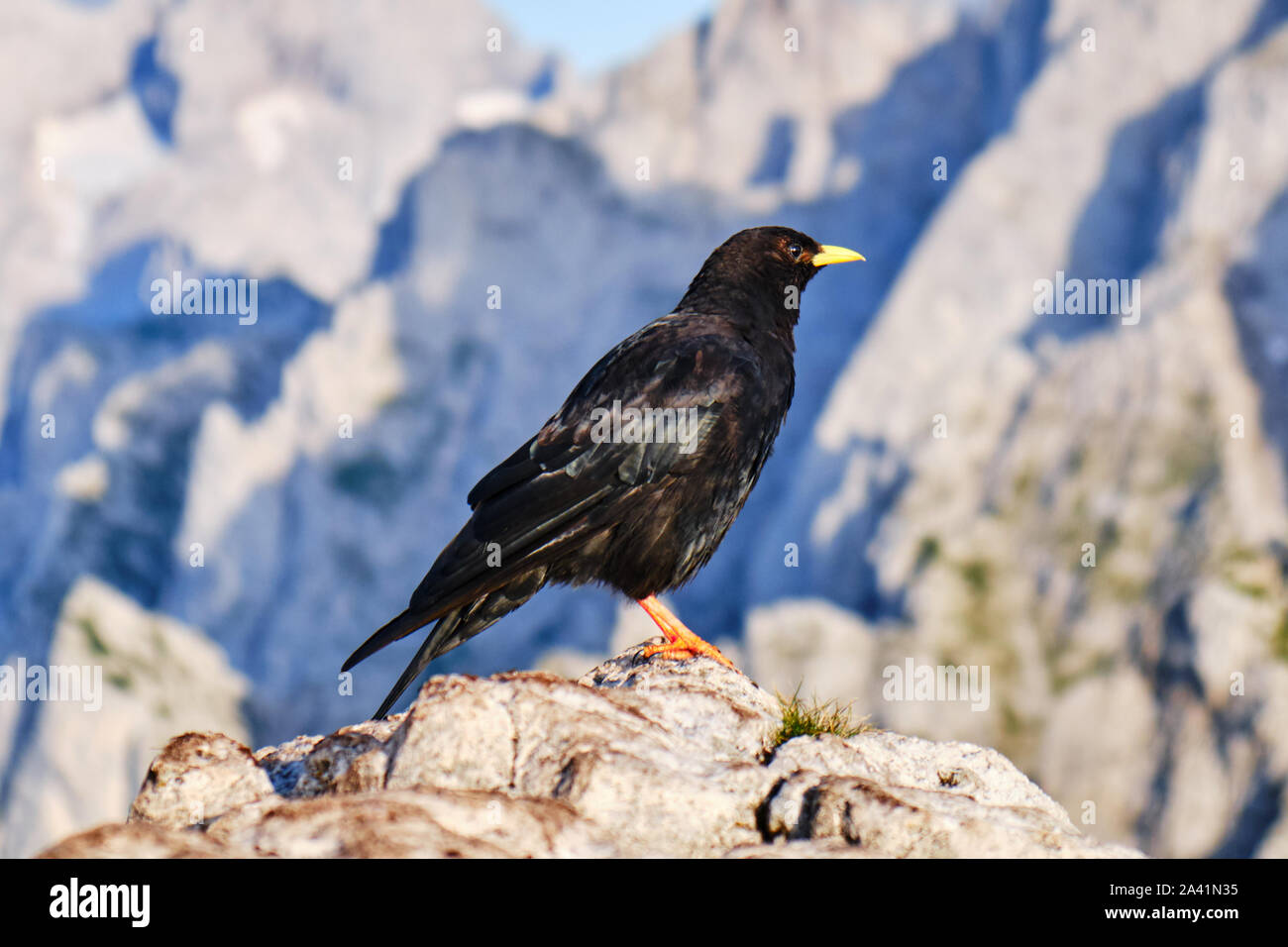 Alpine chough or yellow-billed chough (Pyrrhocorax graculus) up on a ...