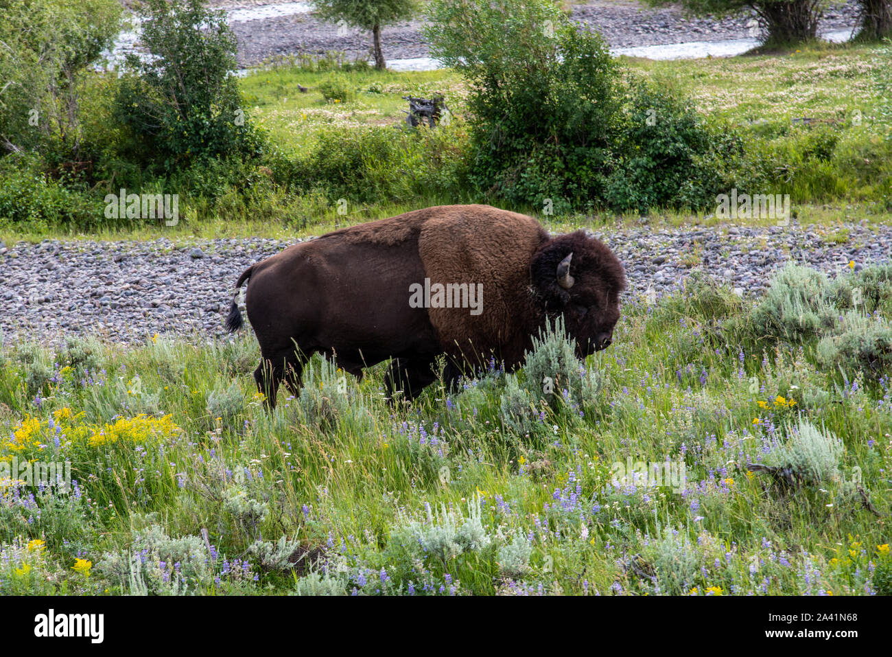 Bison mating season hi-res stock photography and images - Alamy