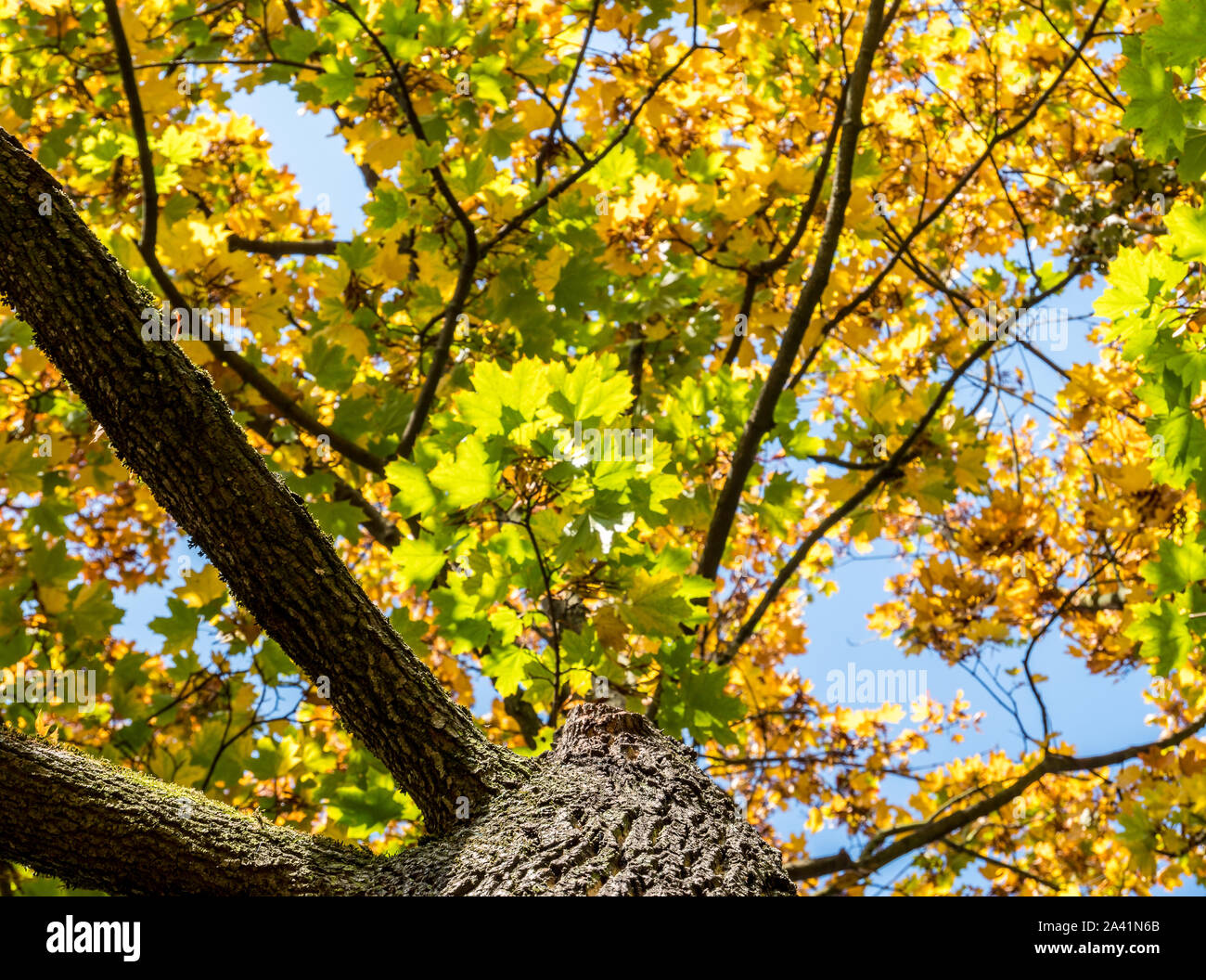 Colorful maple tree hi-res stock photography and images - Alamy