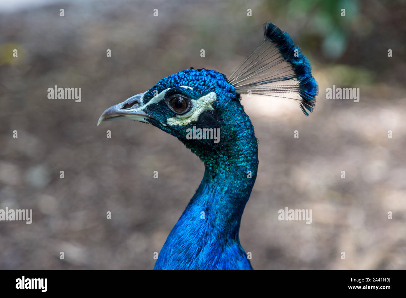Close up of a adult male peacock or Peafowl head in the Australia Zoo ...