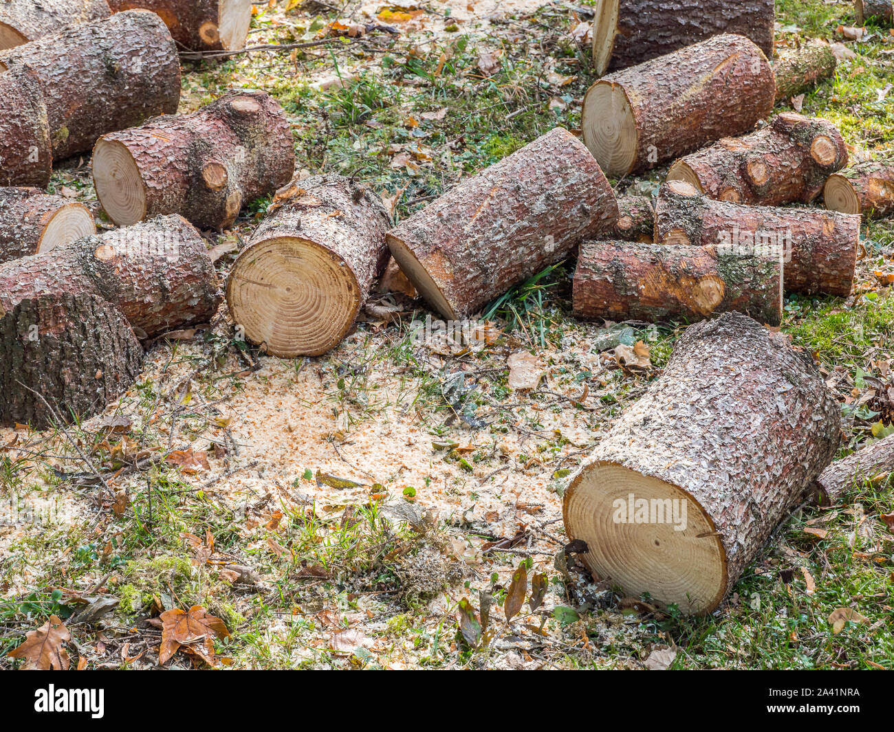 tree wood felling Stock Photo - Alamy