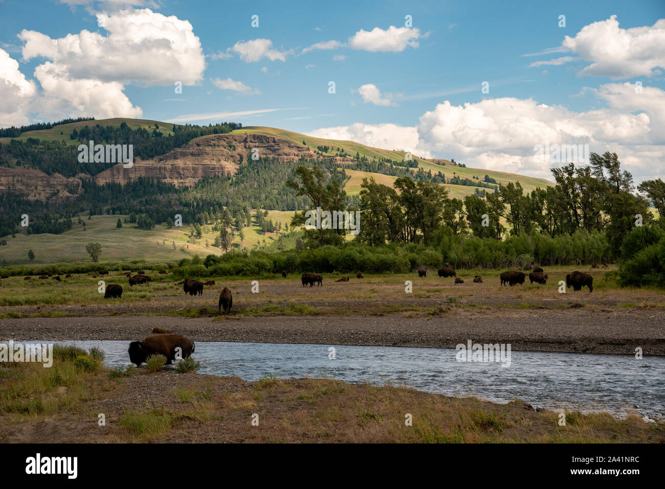Wild bison herd at the Lamar valley in Yellowstone Stock Photo - Alamy