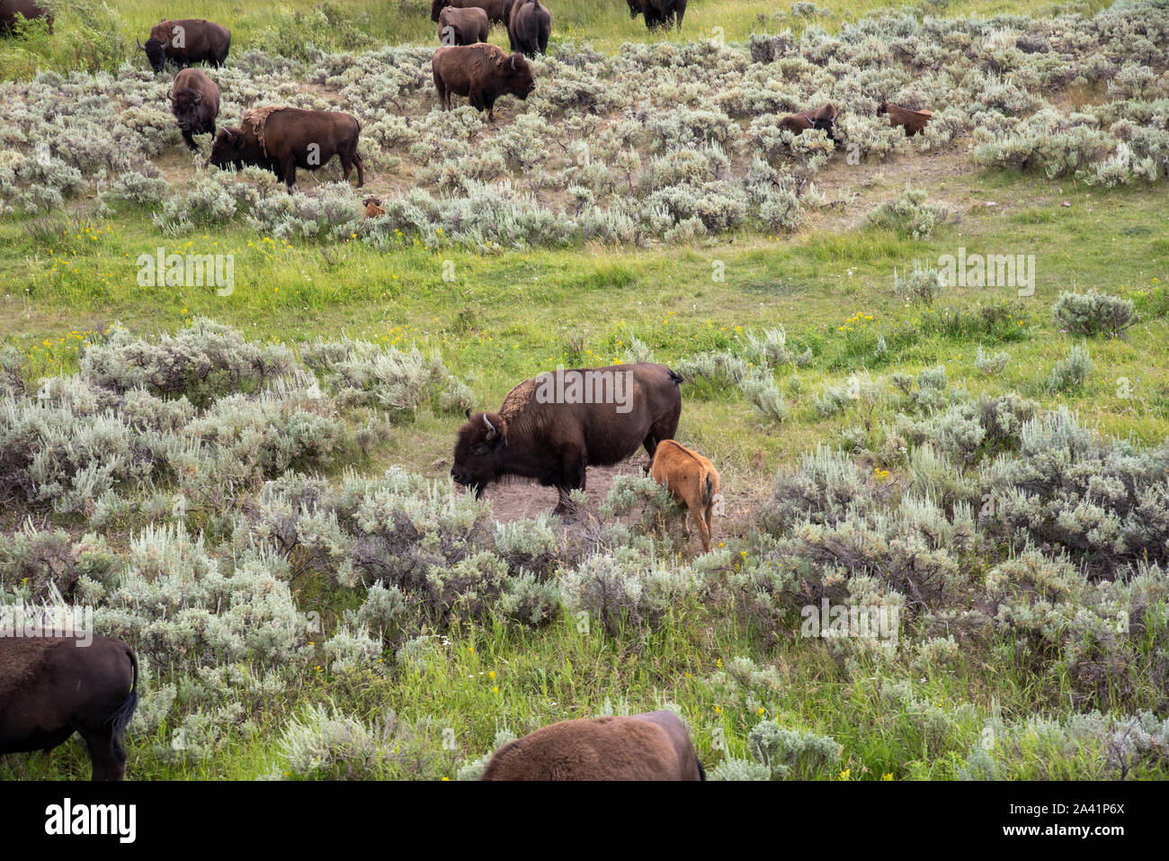 Wild bison herd at the Lamar valley in Yellowstone Stock Photo - Alamy