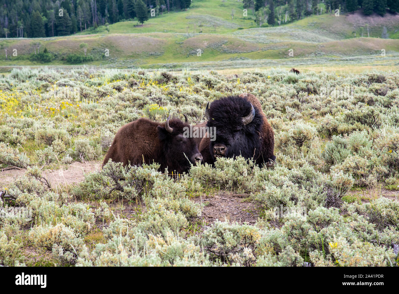 Wild bison herd at the Lamar valley in Yellowstone Stock Photo - Alamy