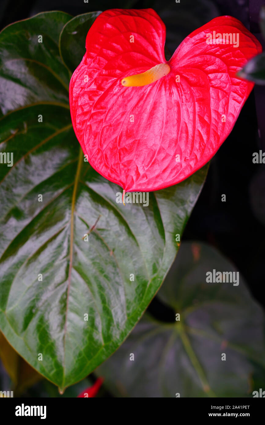 Tropical red anthurium plant, also called laceleaf and flamingo flower ...