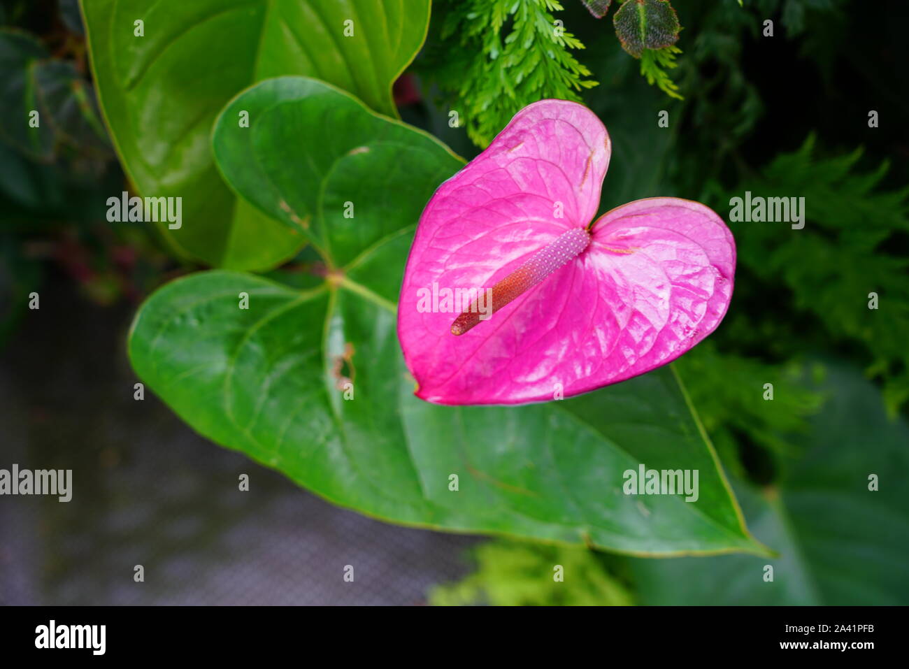 Tropical red anthurium plant, also called laceleaf and flamingo flower ...