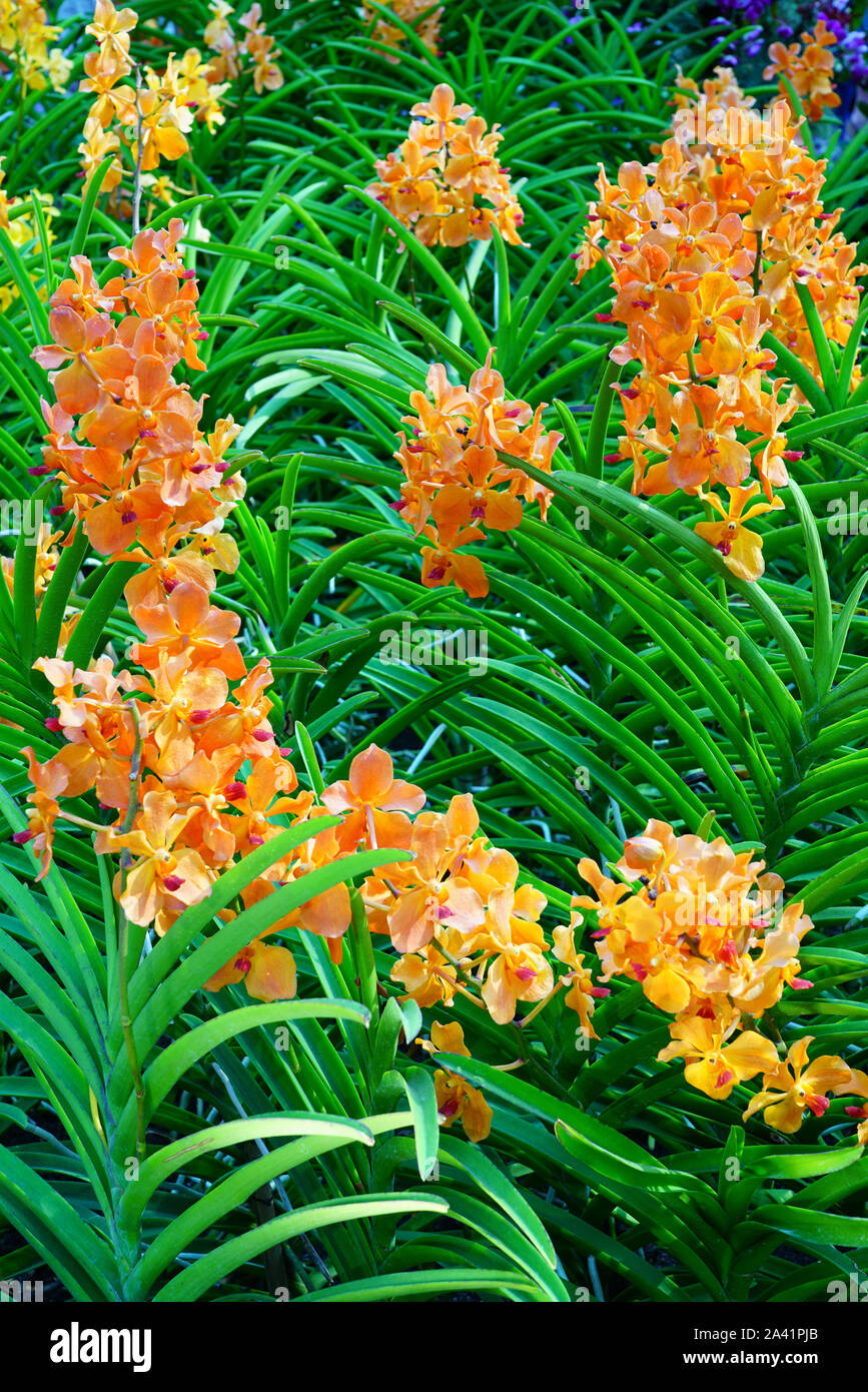 Orange orchid flowers hi-res stock photography and images - Alamy