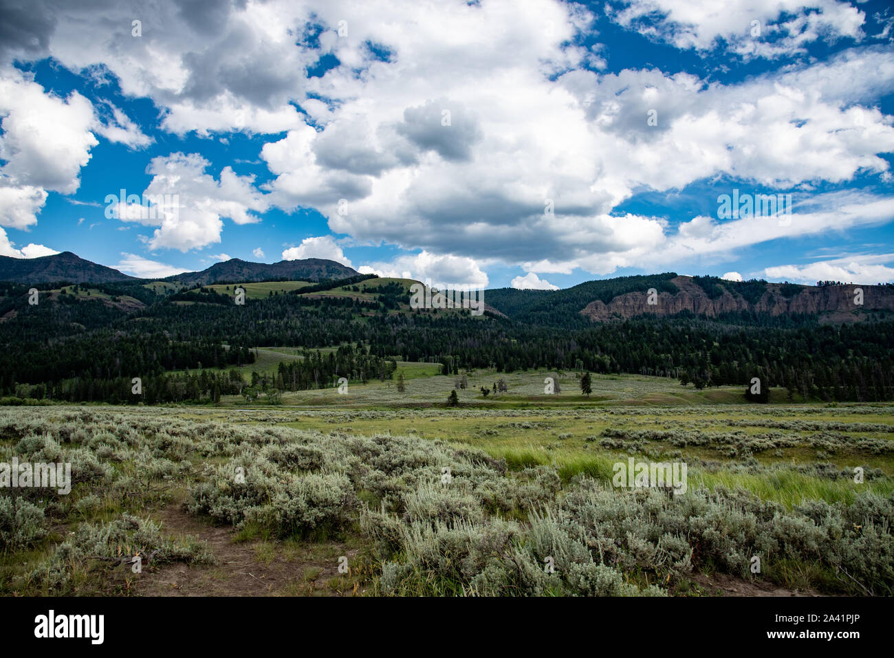 Cattle herd wyoming plains hi-res stock photography and images - Alamy