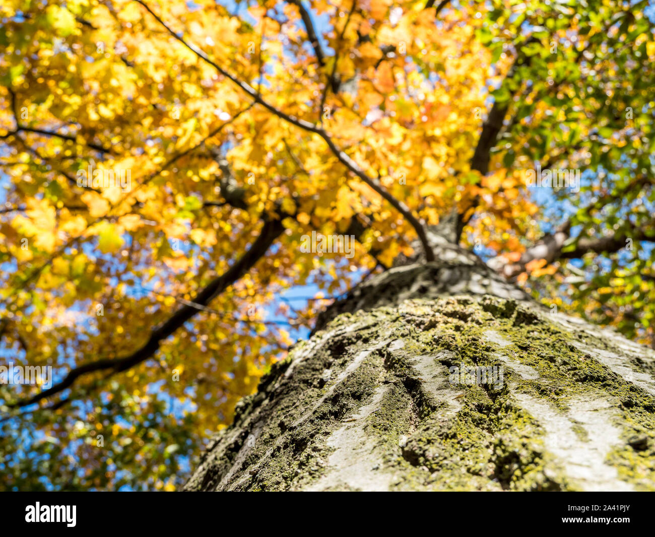 Colorful maple tree hi-res stock photography and images - Alamy