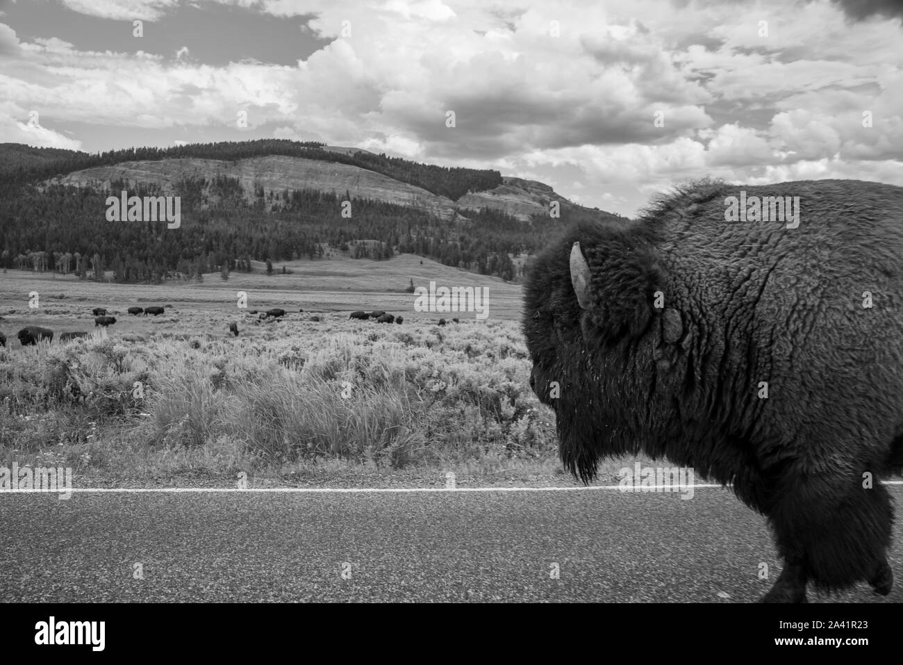 American bison crossing yellowstone Black and White Stock Photos ...