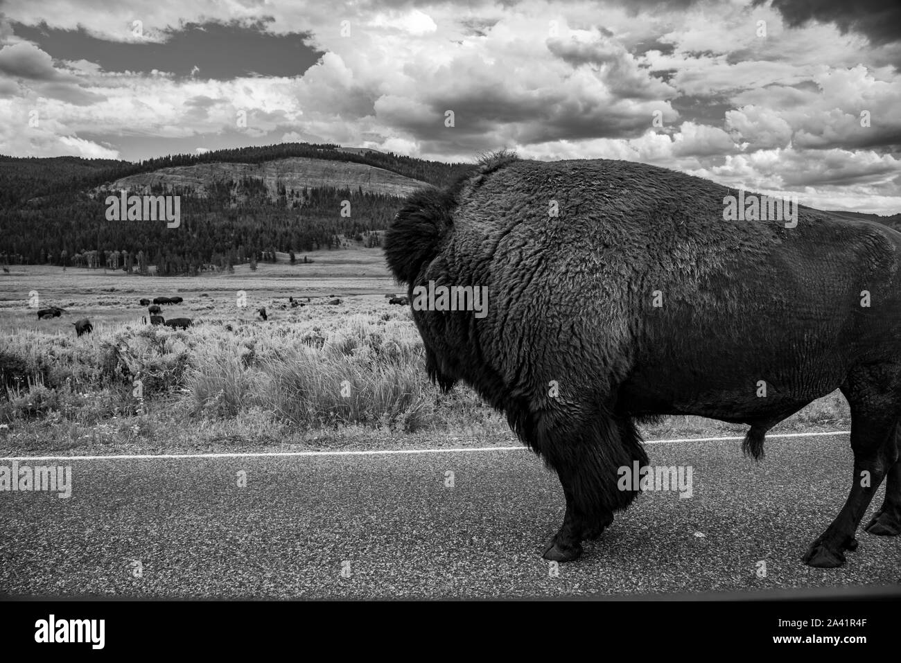 American bison crossing yellowstone Black and White Stock Photos ...