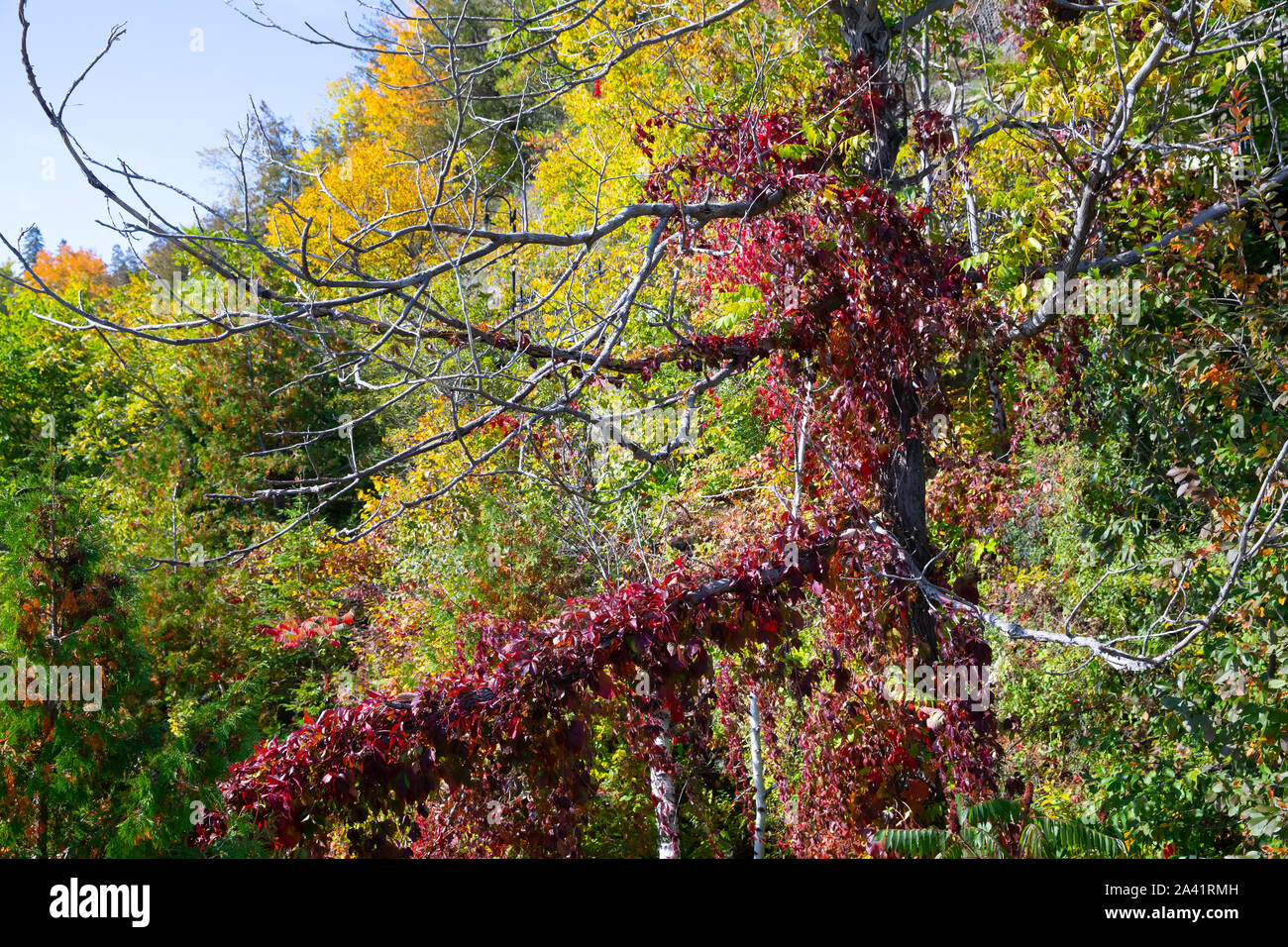 Leaf colours during the Fall in September in Québec, Canada Stock Photo ...