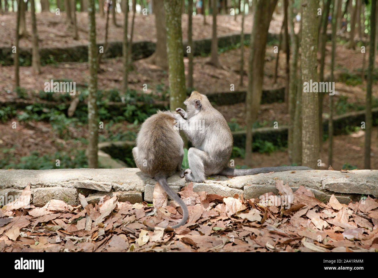 two monkeys are looking for fleas from each other. Monkey monitors ...
