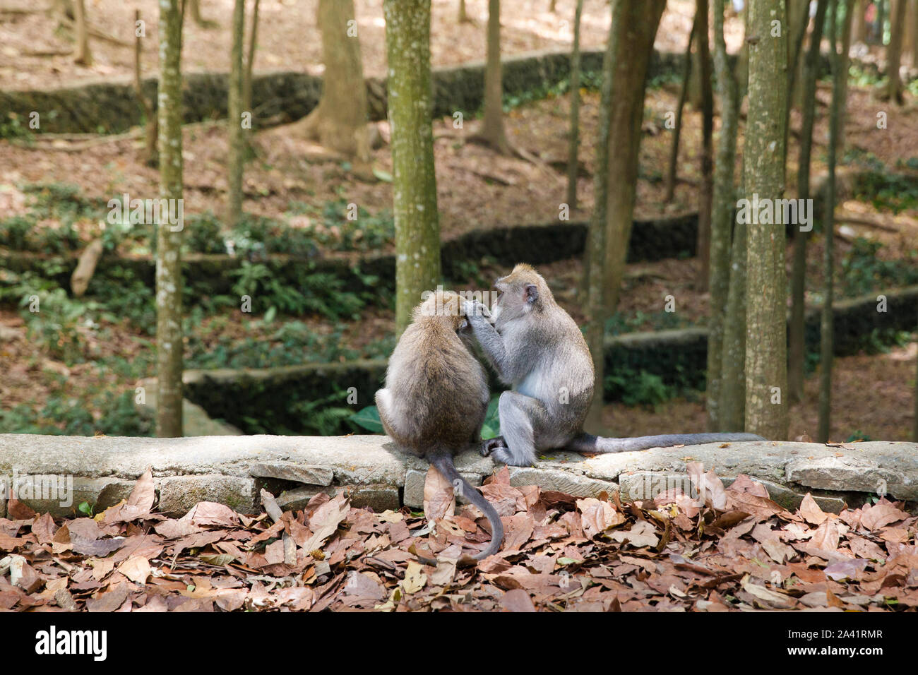 two monkeys are looking for fleas from each other. Monkey monitors ...