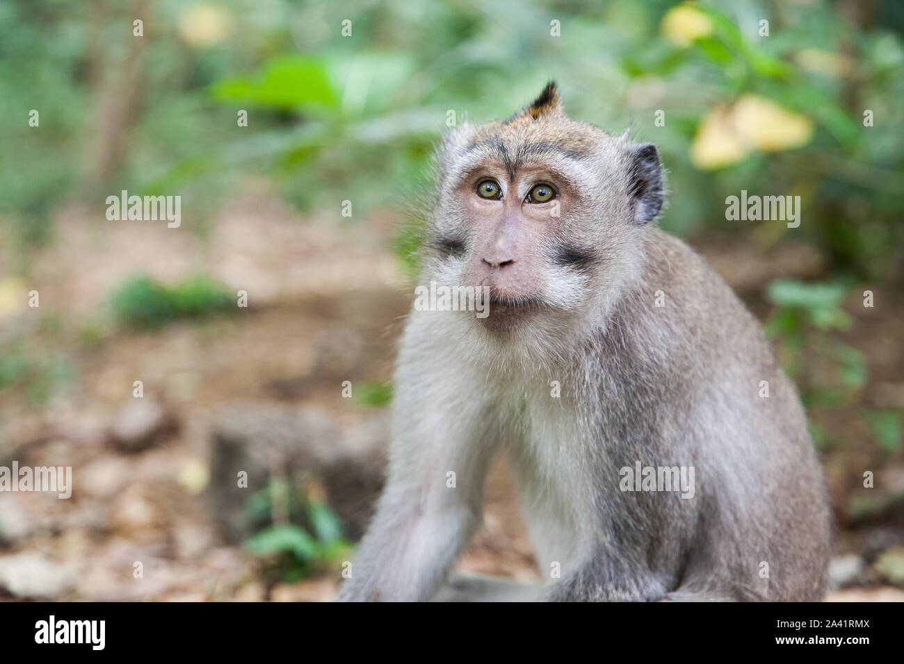 Monkey sitting in the forest of monkeys.close up. Portrait of a monkey ...