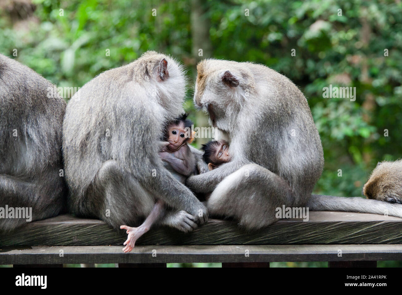 Monkey family. Monkey mothers and their cubs sit together. monkey ...