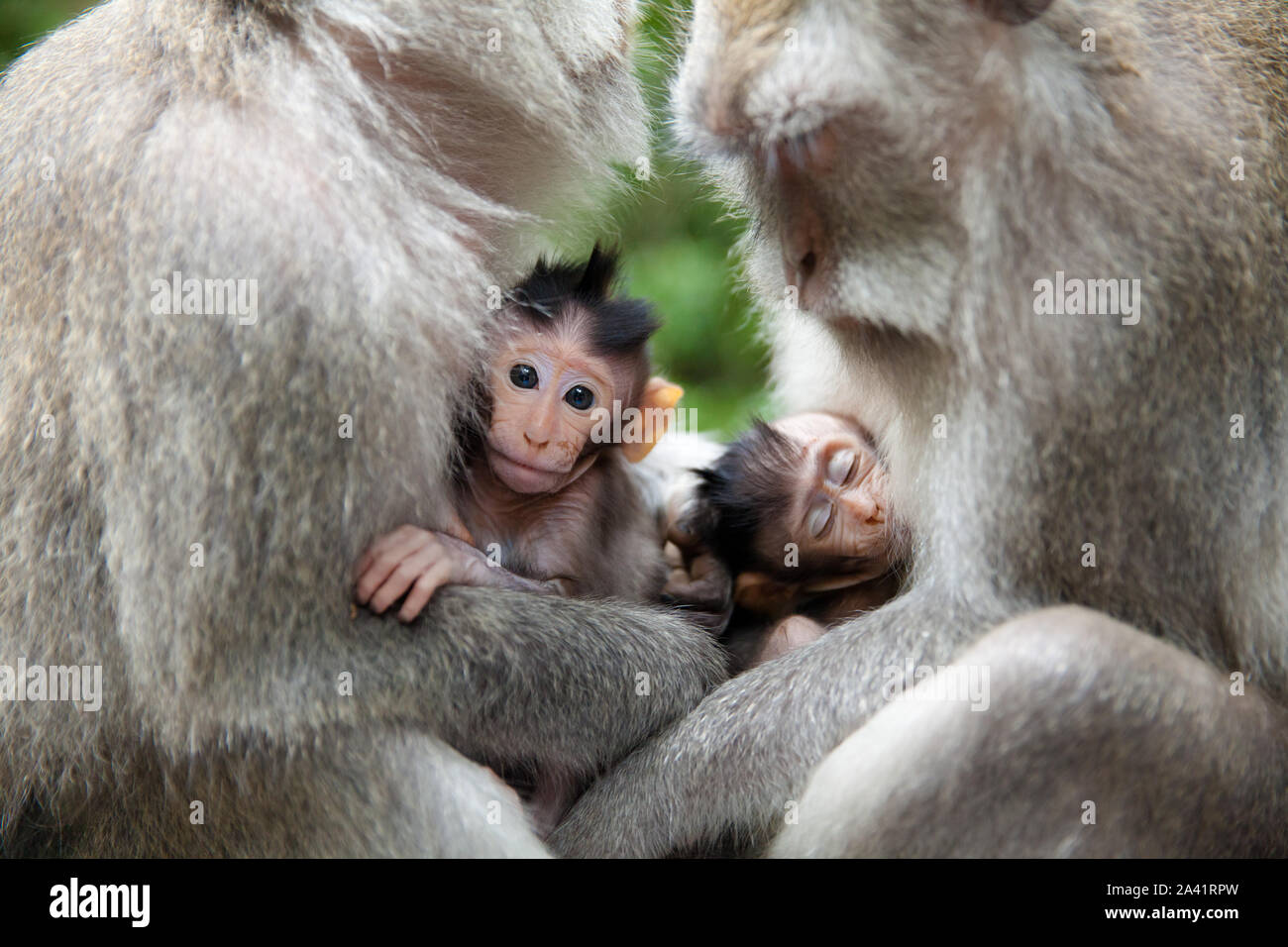 Baby monkey hi-res stock photography and images - Alamy