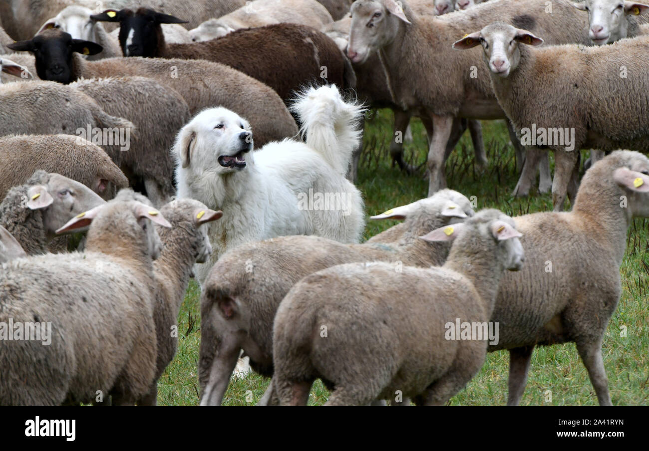 Michelfeld, Germany. 11th Oct, 2019. A guard dog guards a flock of ...