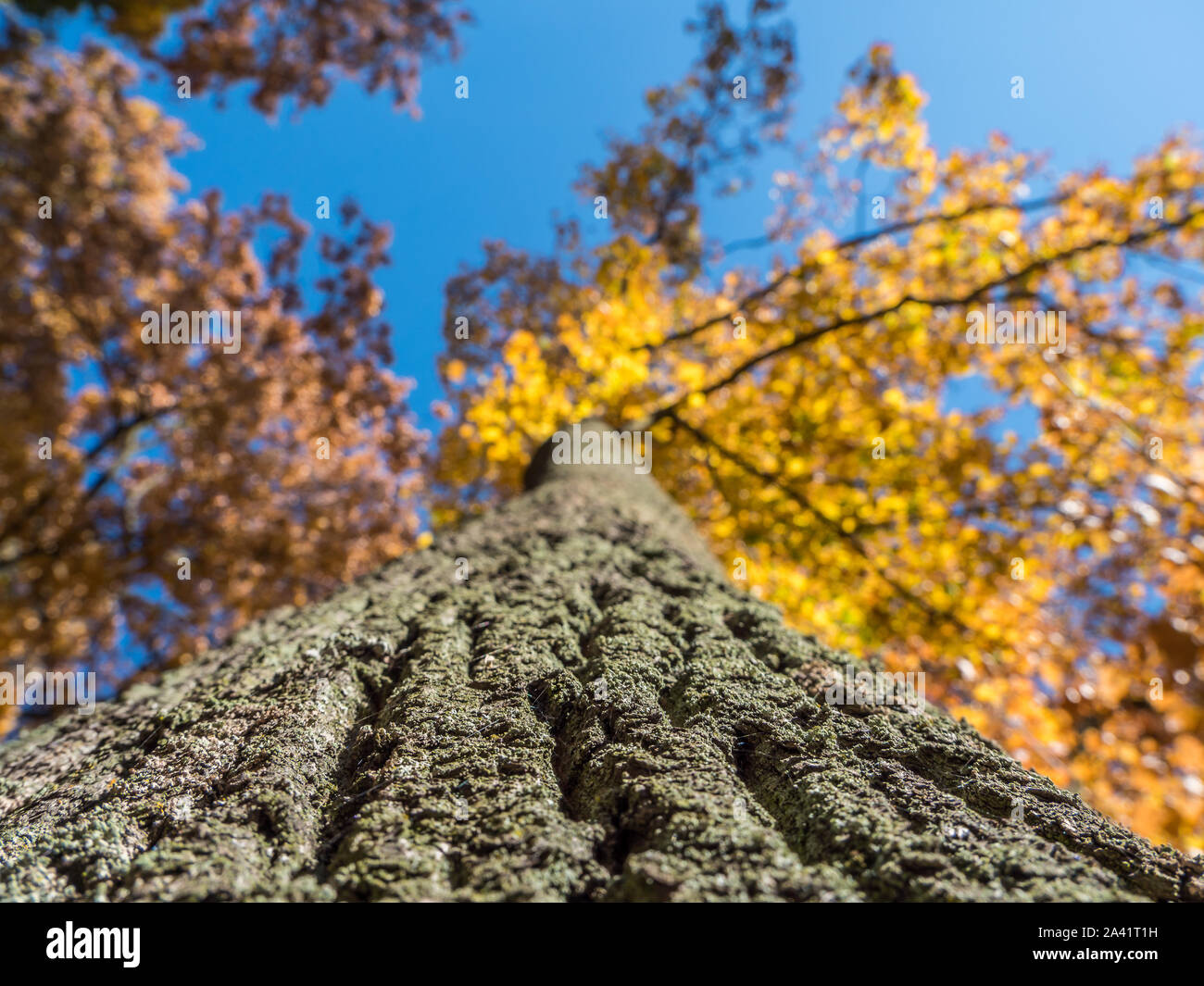 Tree trunk with crown in autumn Stock Photo - Alamy