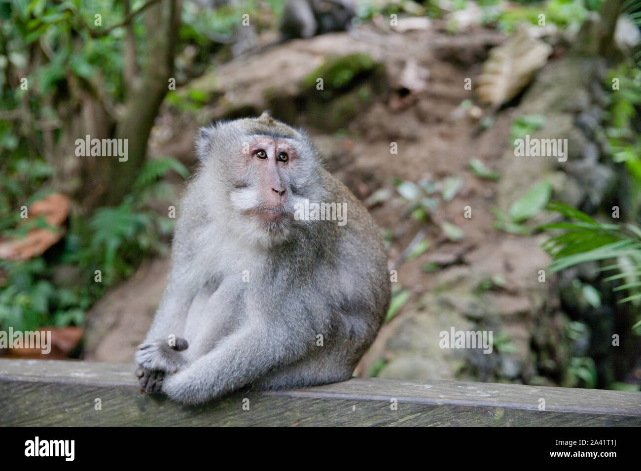 Monkeys sit on the trail.Monkey forest in Bali. Monkey in the Park. The ...