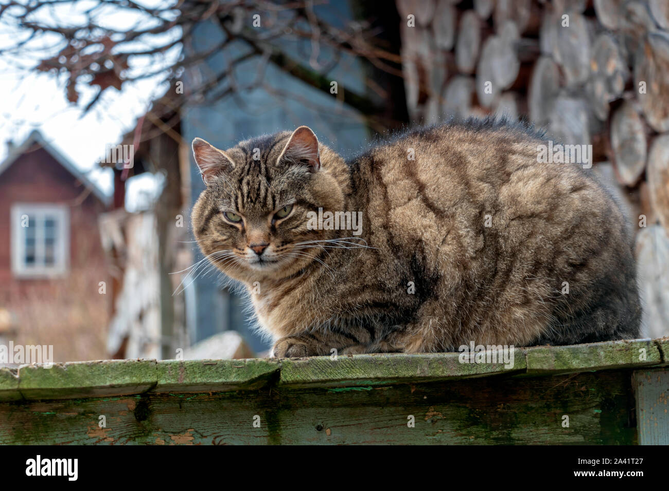 Big fat fluffy stripped cat posing outdoors in countryside farm Stock ...