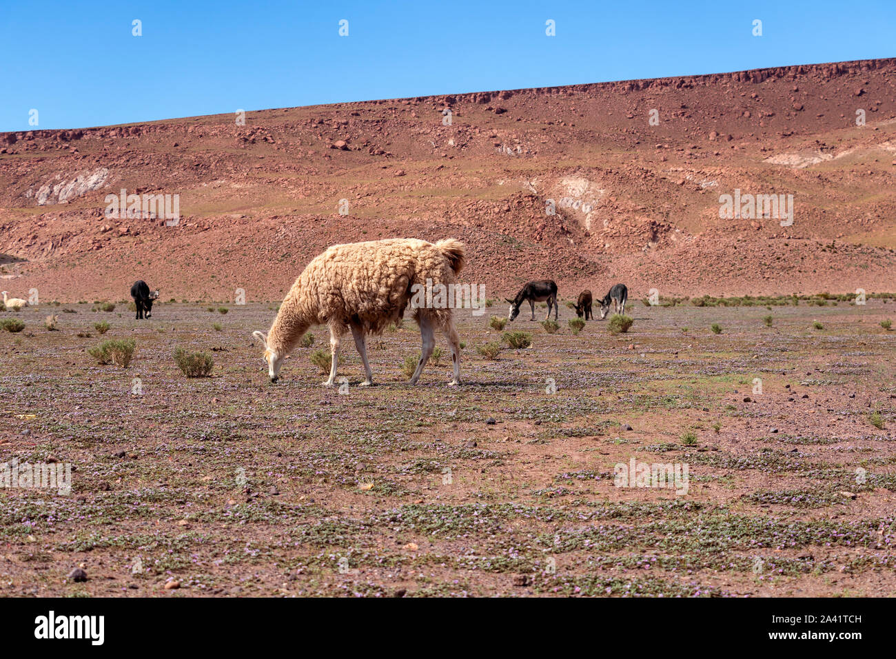 Flora and fauna of the atacama desert hi-res stock photography and ...