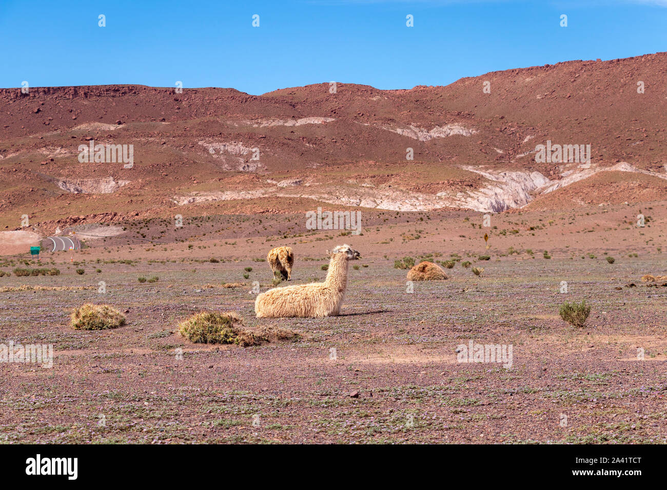 Flora and fauna of the atacama desert hi-res stock photography and ...