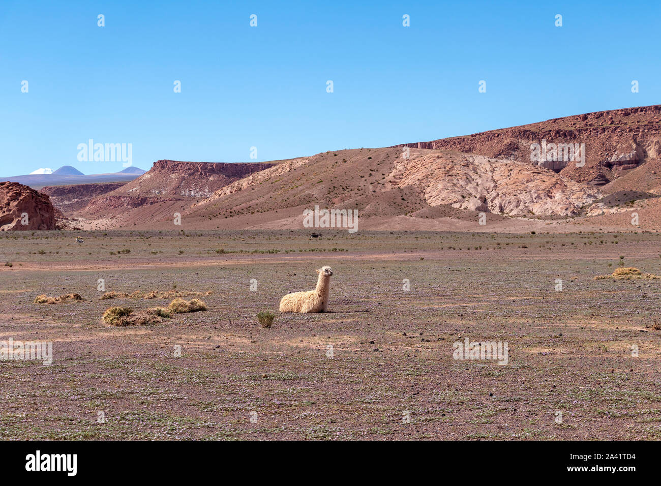 Flora and fauna of the atacama desert hi-res stock photography and ...