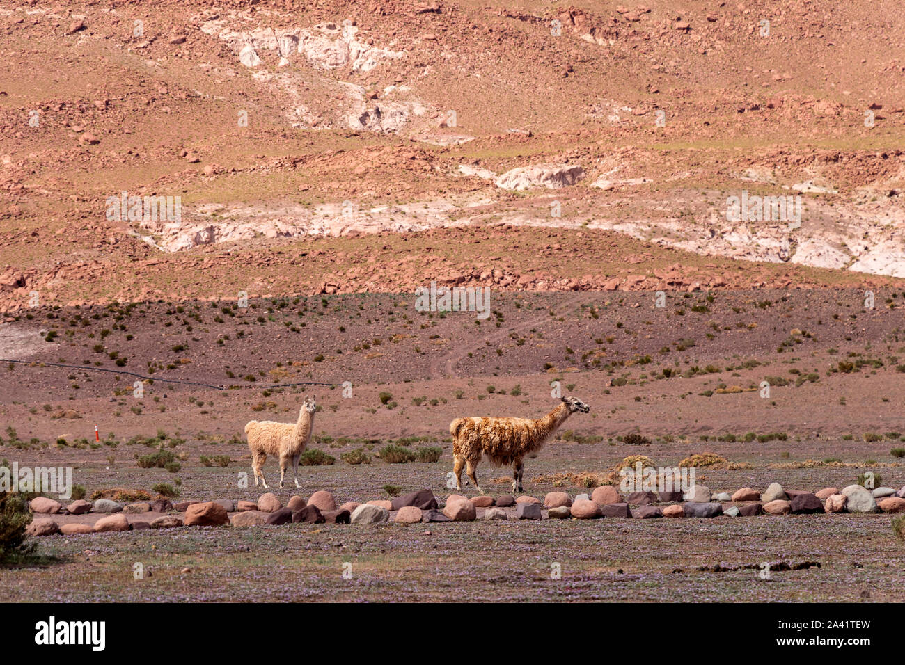 Flora and fauna of the atacama desert hi-res stock photography and ...
