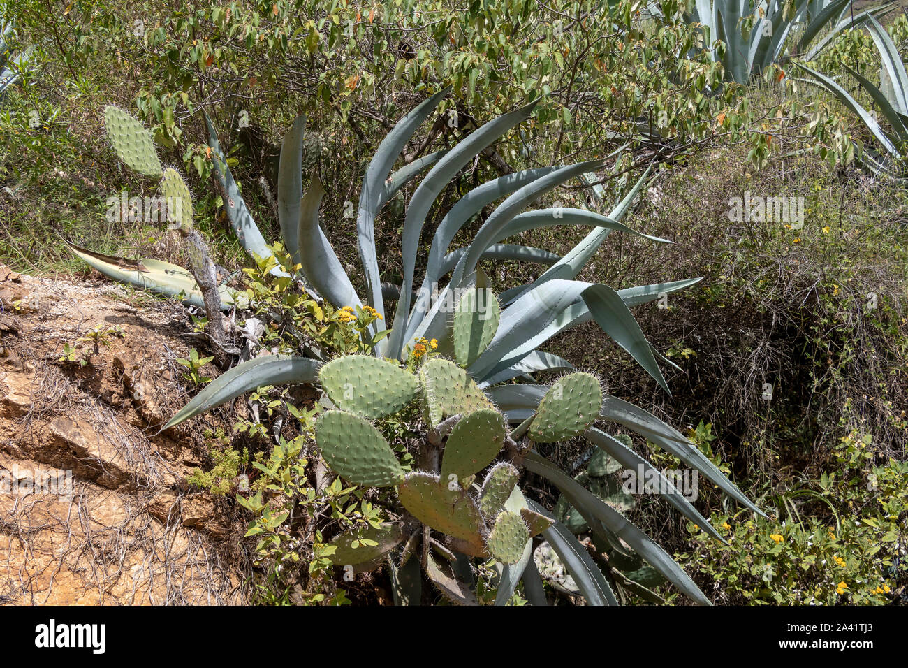 Aloe vera plant and cactus in the wild jungles. Natural background with ...