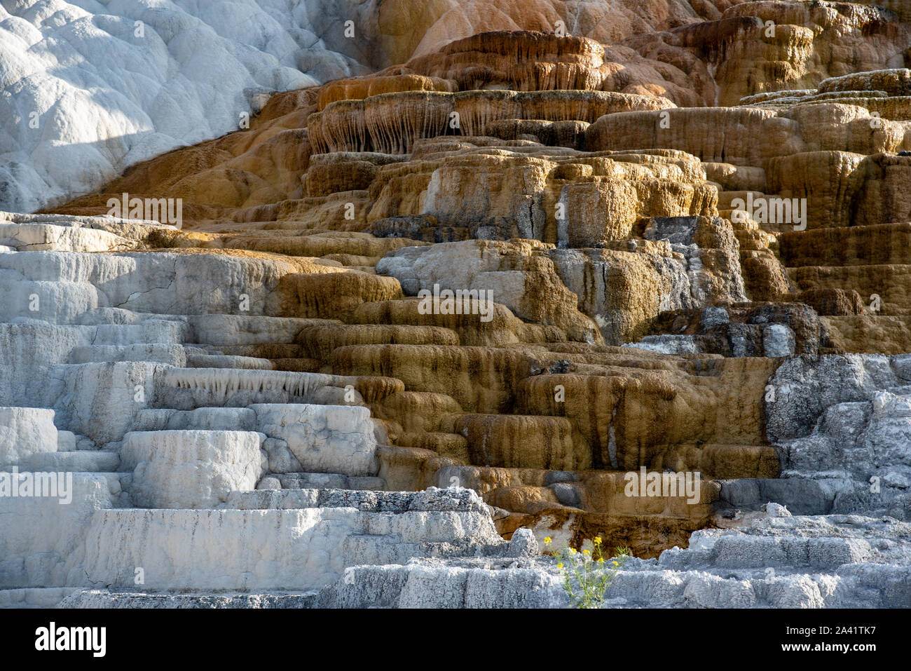 Minerva Terraces at the lower Mammoth Hot Springs in ...