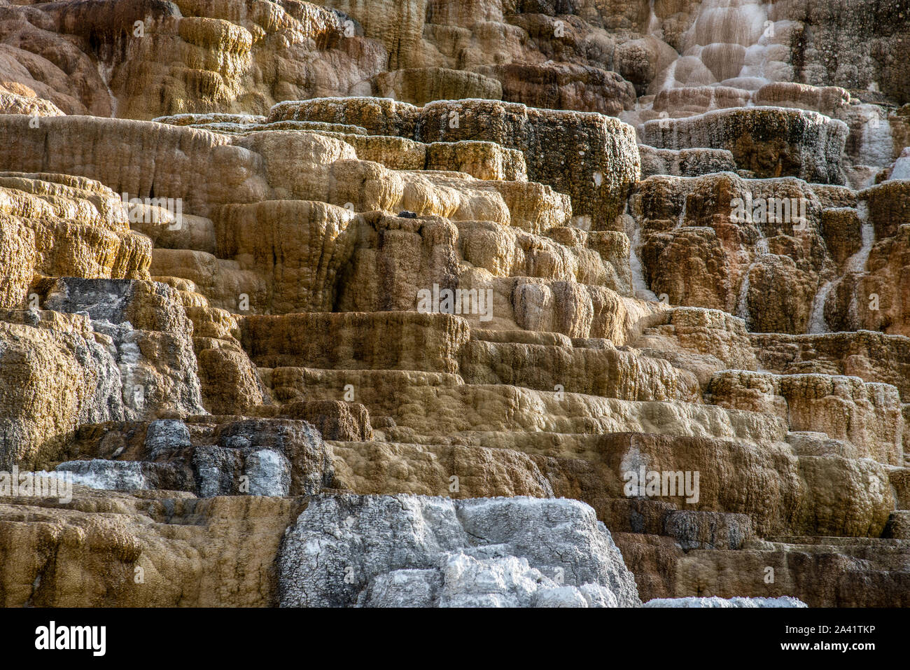 Minerva Terraces at the lower Mammoth Hot Springs in ...