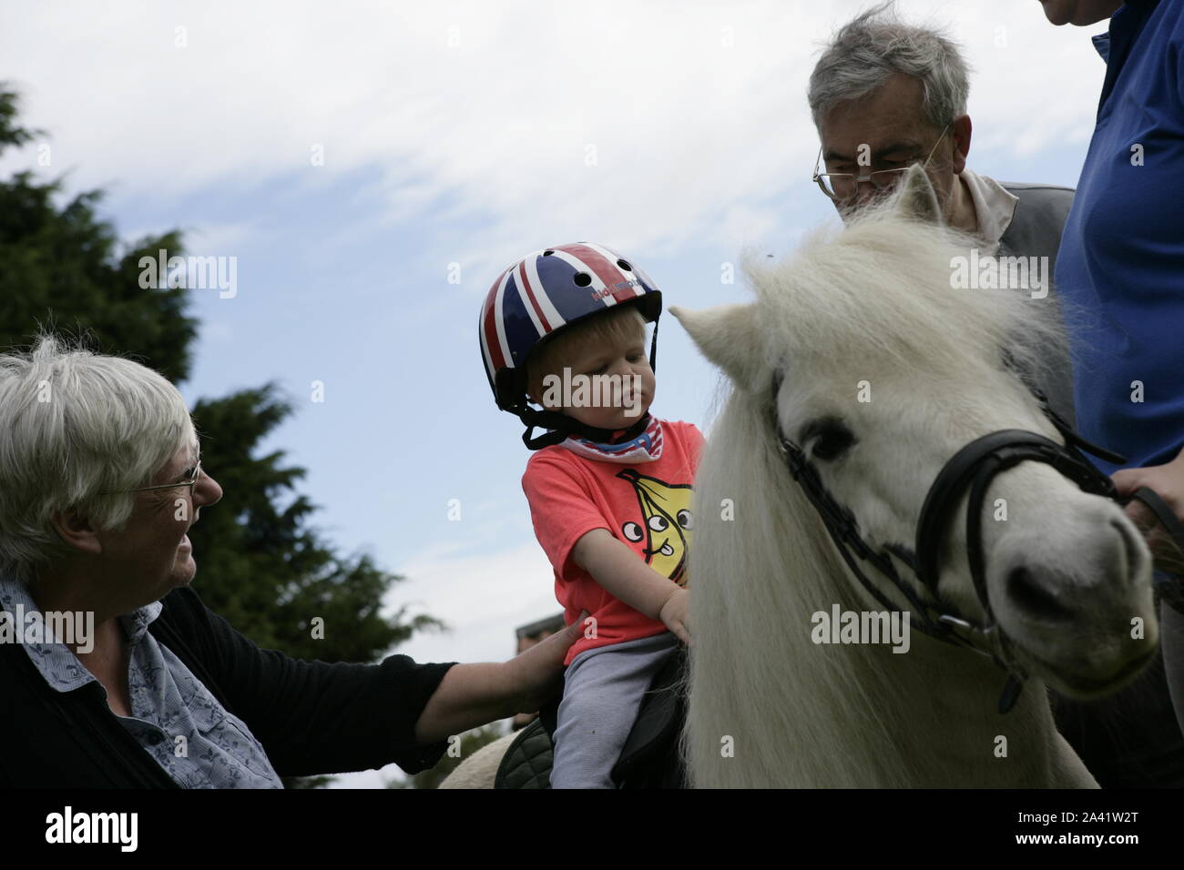 Male shetland pony hi-res stock photography and images - Alamy
