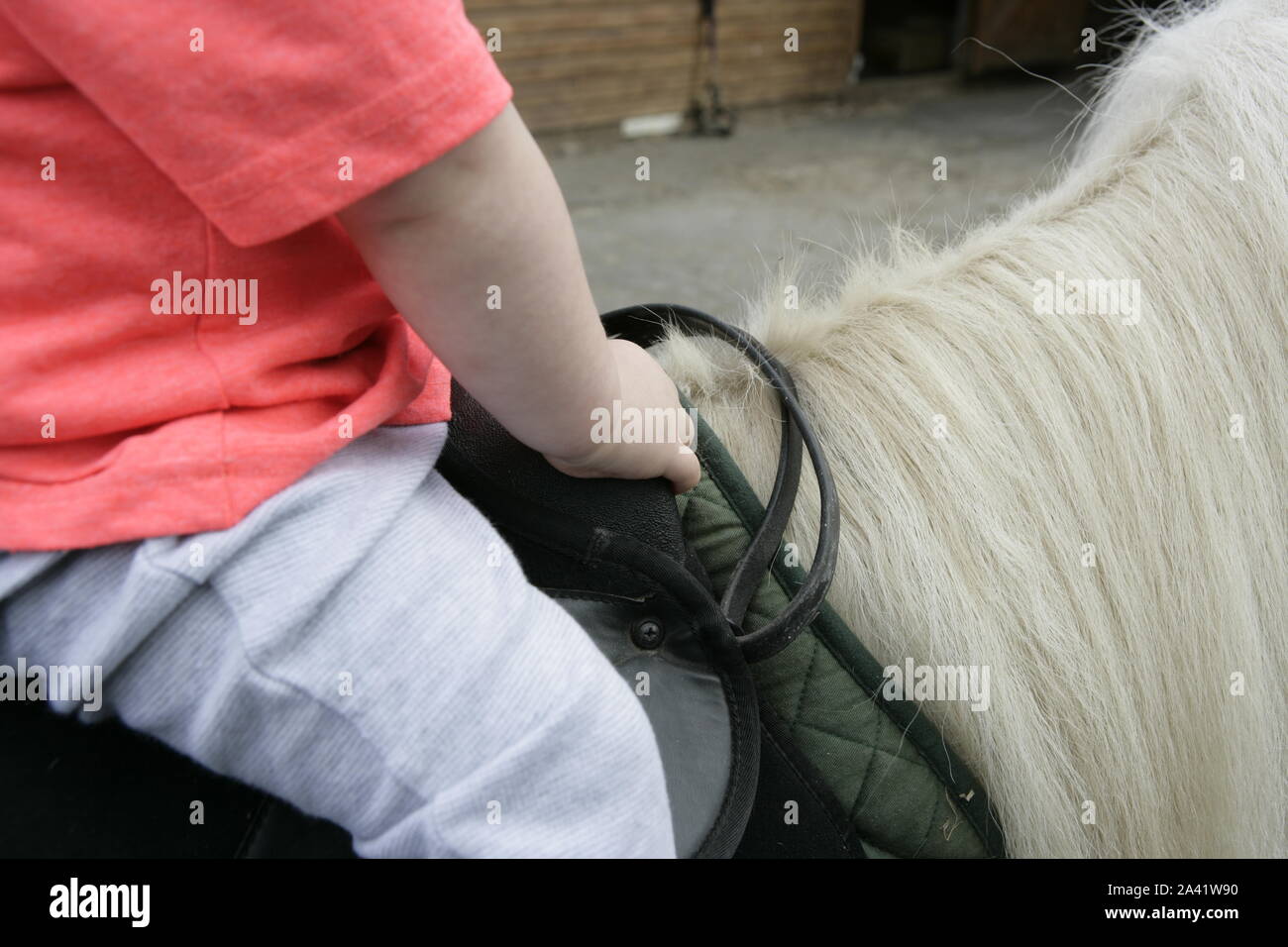 Young Toddler Child's Riding Lesson on Horse, Holding onto Saddle ...