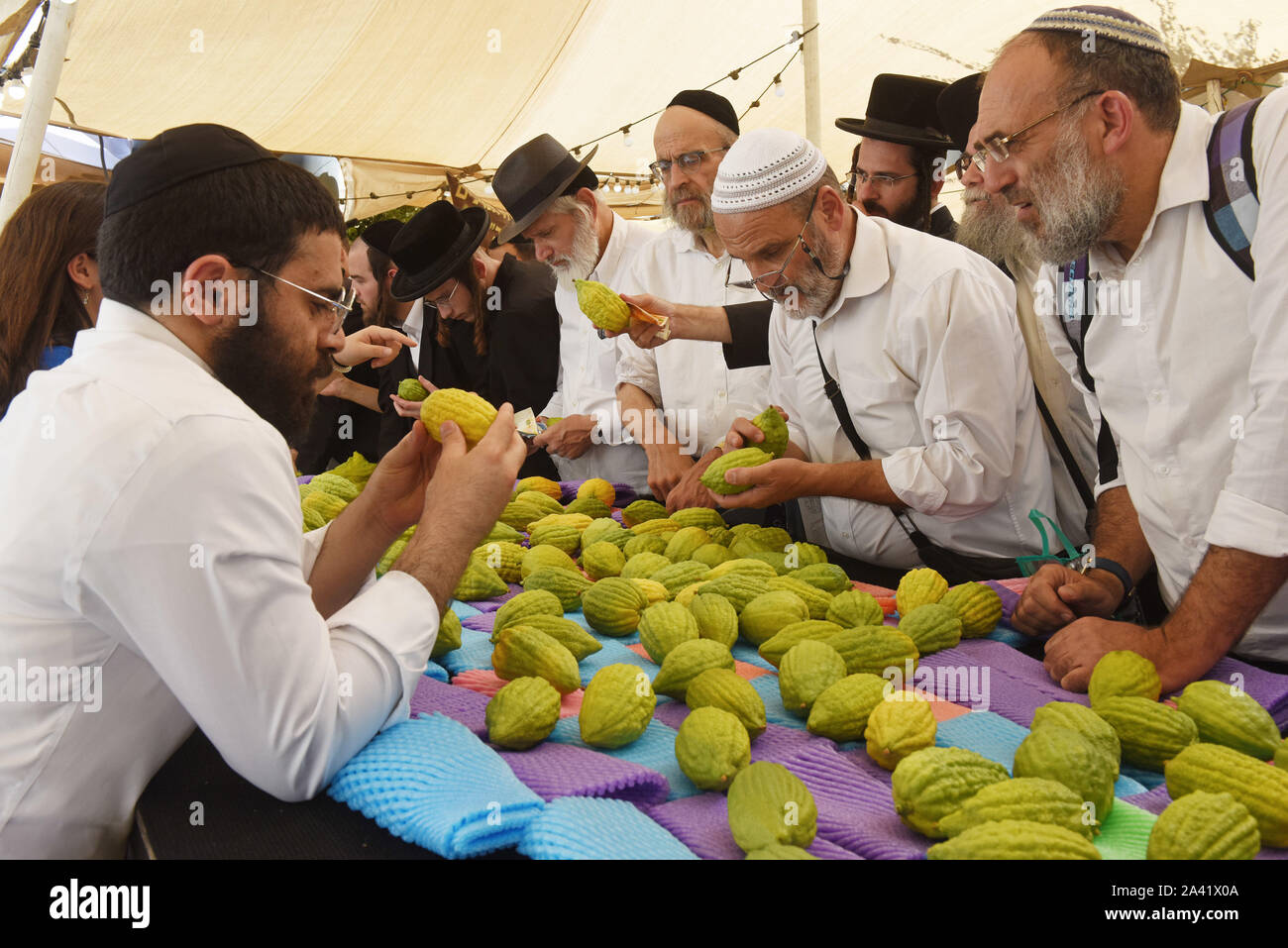 Jerusalem, Israel. 11th Oct, 2019. Ultra-Orthodox Jews examine etrogs ...