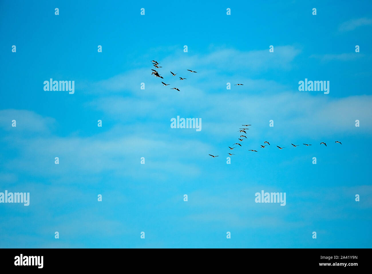 flock of birds flying across the blue sky geese in warm lands Stock ...