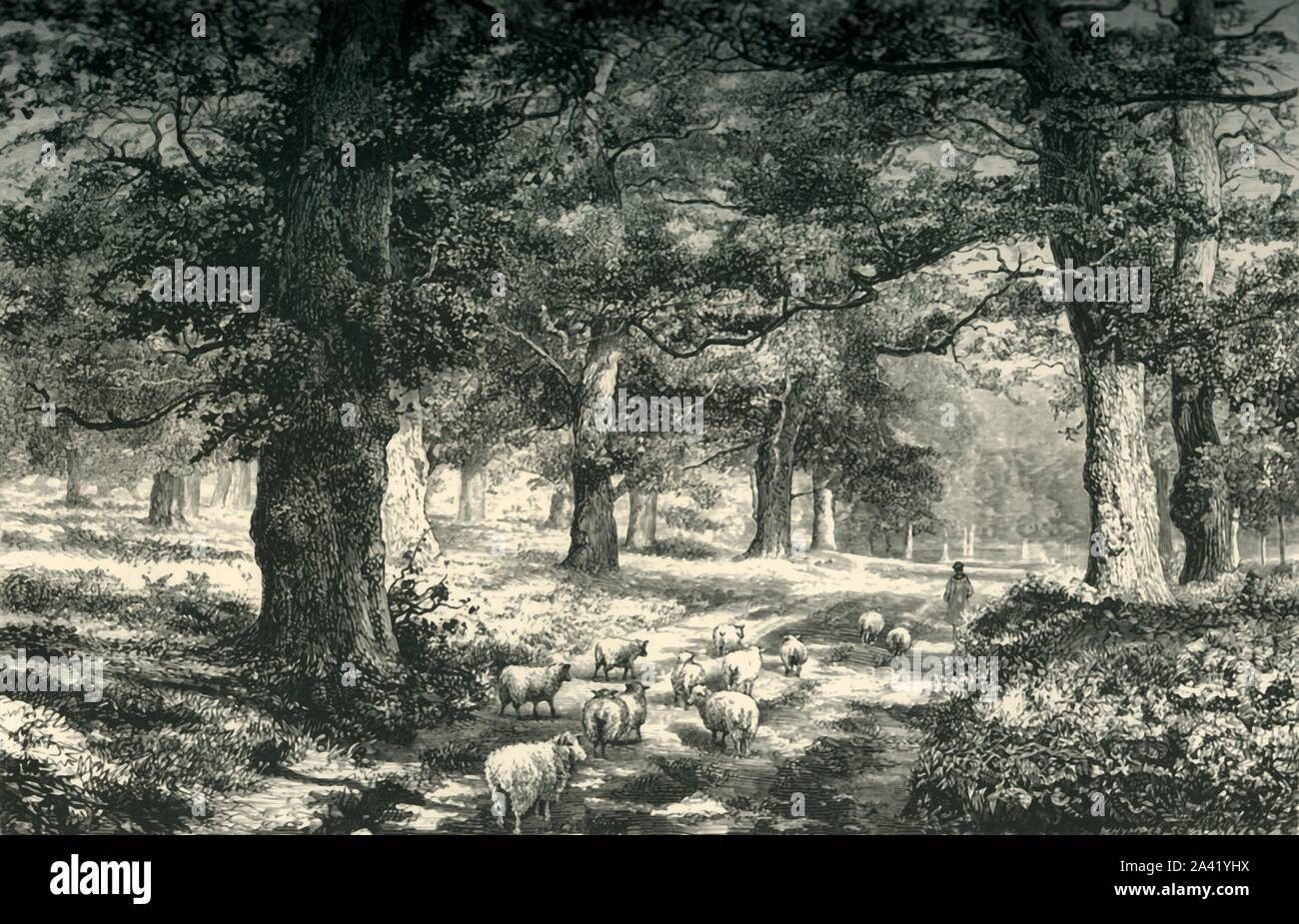 'In Sherwood Forest', c1870. Royal forest in Nottinghamshire, England ...