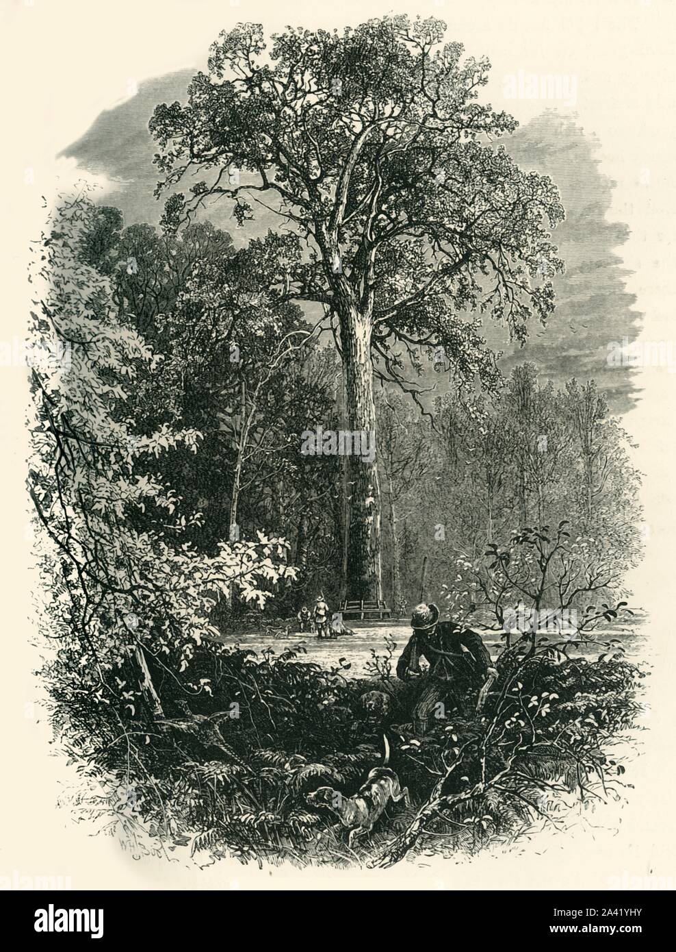 'The Victoria Oak, Windsor Forest', c1870. Queen Victoria's favourite ...