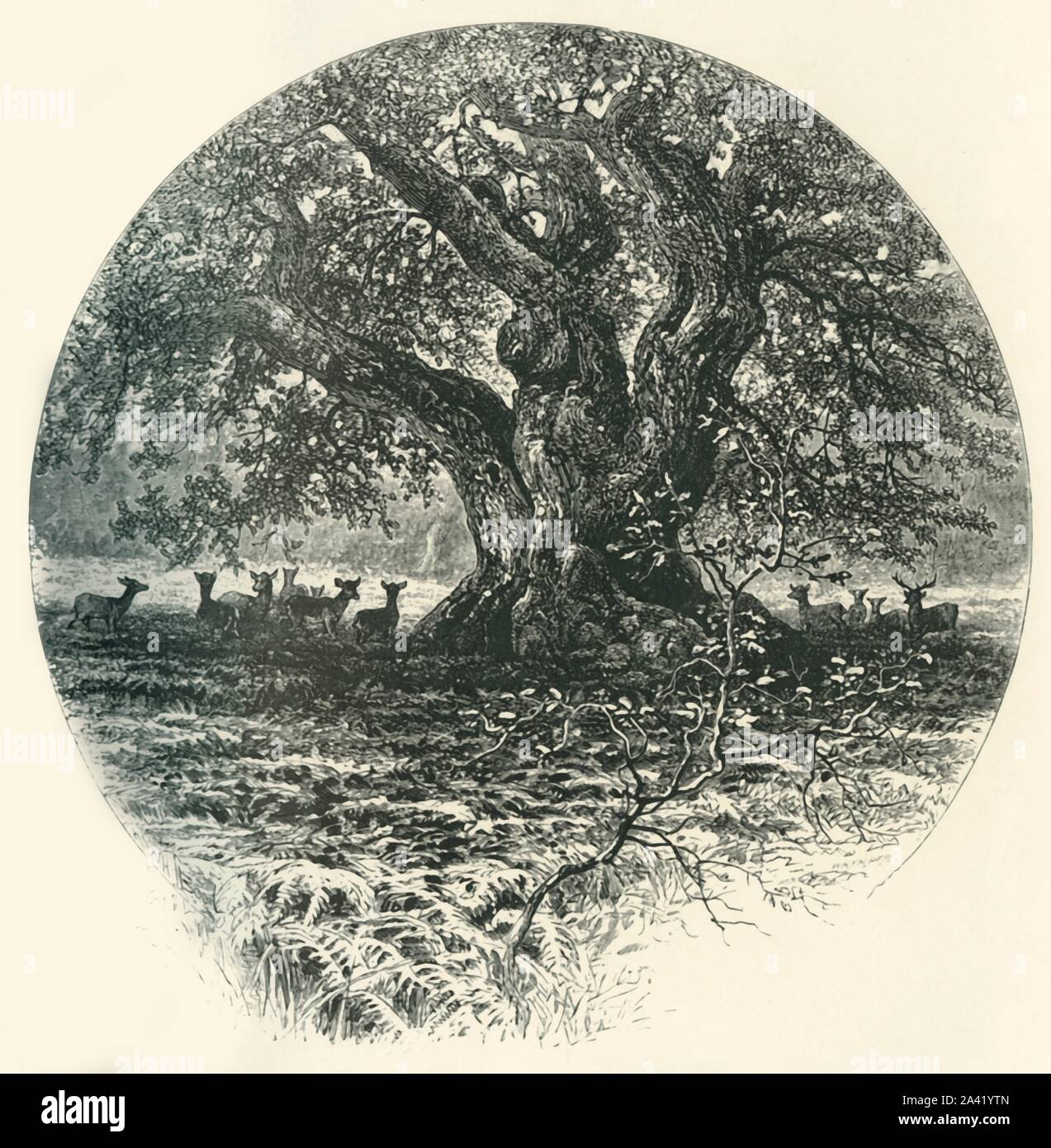 One of the last surviving trees of the ancient jedforest hi-res stock ...