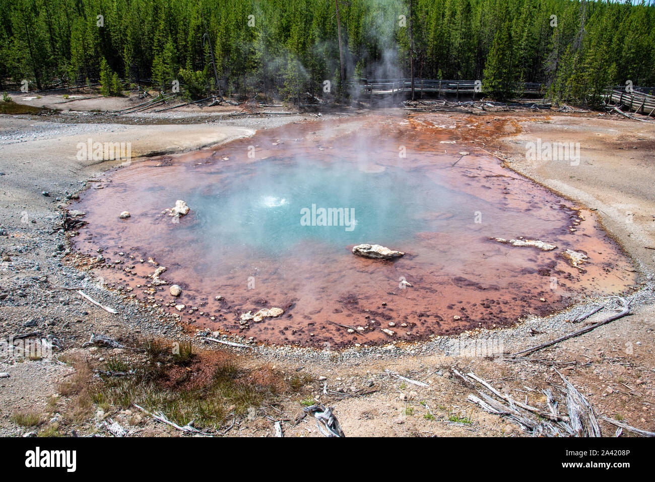 Echinus hot spring in Yellowstone of vivid colors caused by ...