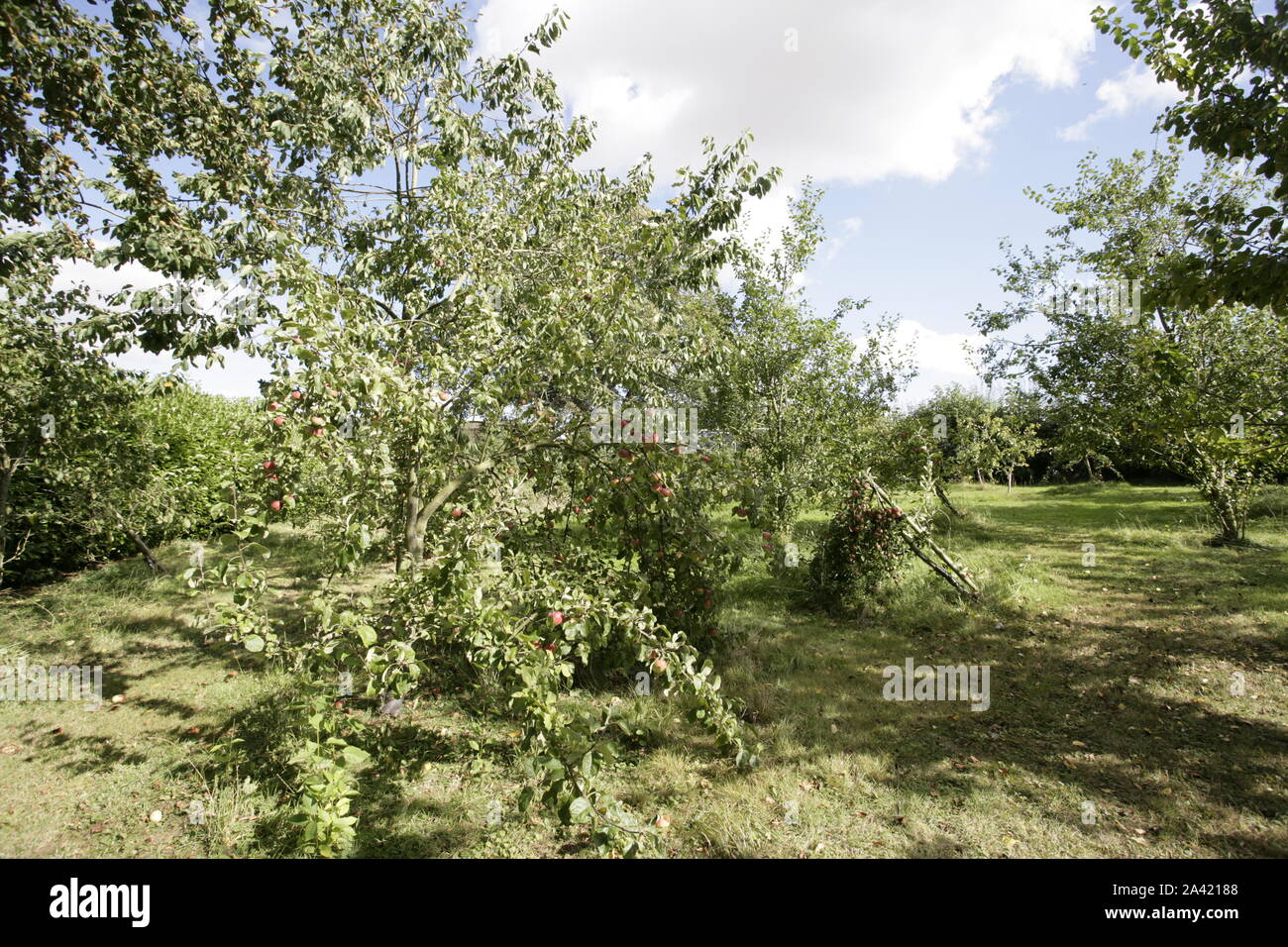 Fruit Orchard in English Country Garden Estate Stock Photo - Alamy