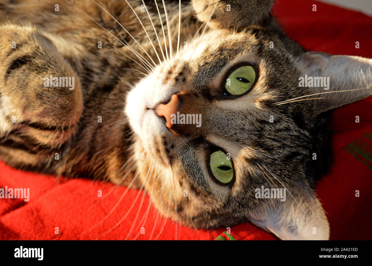 Cat watching at camera hi-res stock photography and images - Alamy