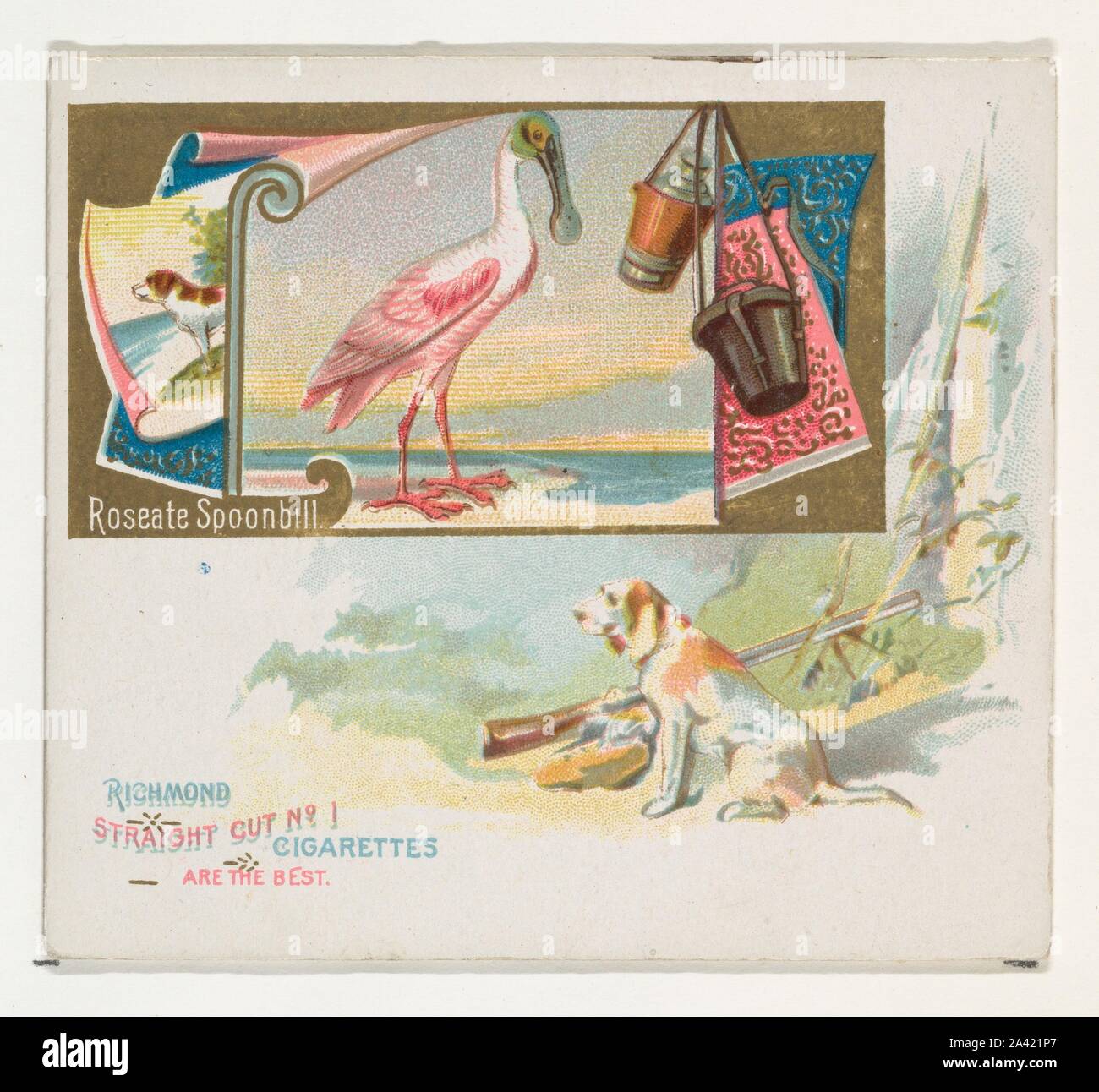 Spoonbill skeleton hi-res stock photography and images - Alamy