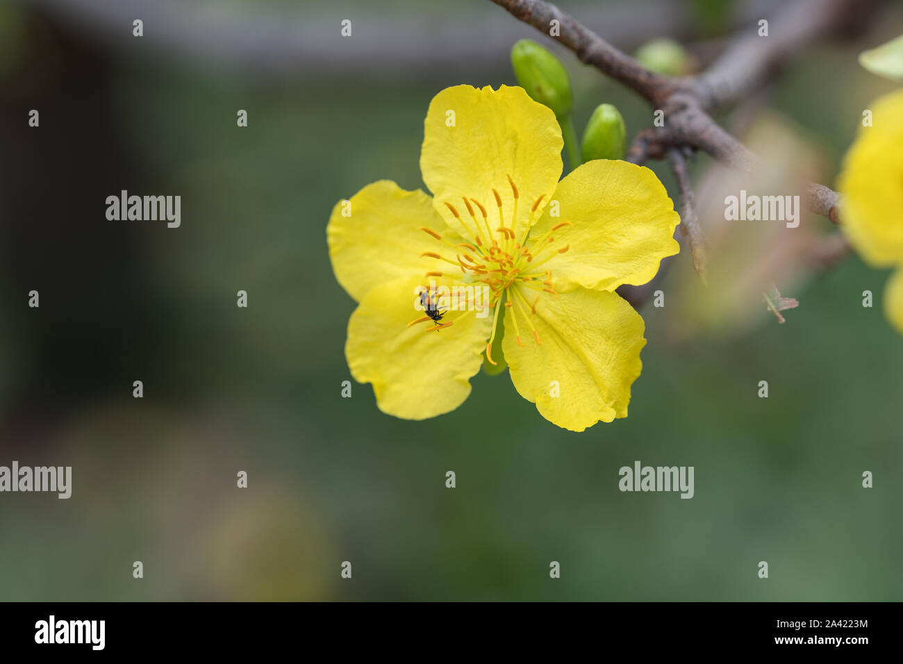 Bee pollinates apricot flower hi-res stock photography and images - Alamy