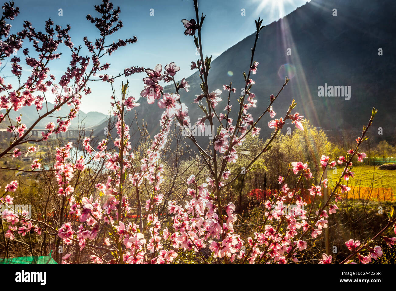 Peach tree in bloom with sun raysin the background Stock Photo - Alamy