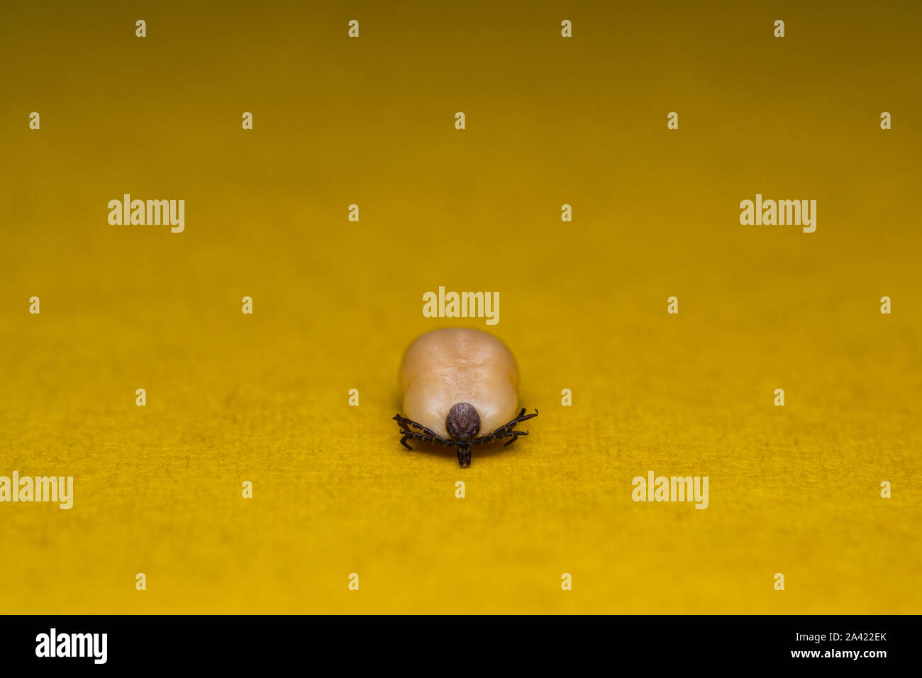 Close-up photo of Ixodes tick isolated on orange surface Stock Photo ...