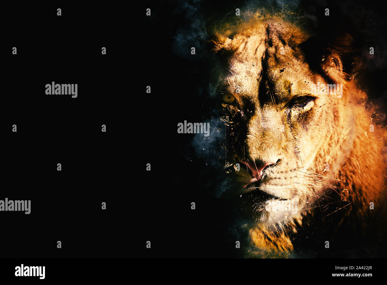 Lioness look hi-res stock photography and images - Alamy