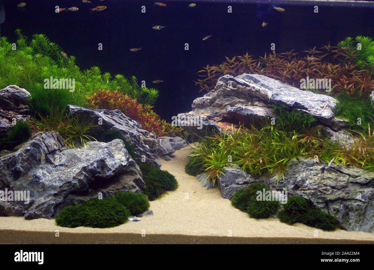 Tropical freshwater aquarium Stock Photo - Alamy