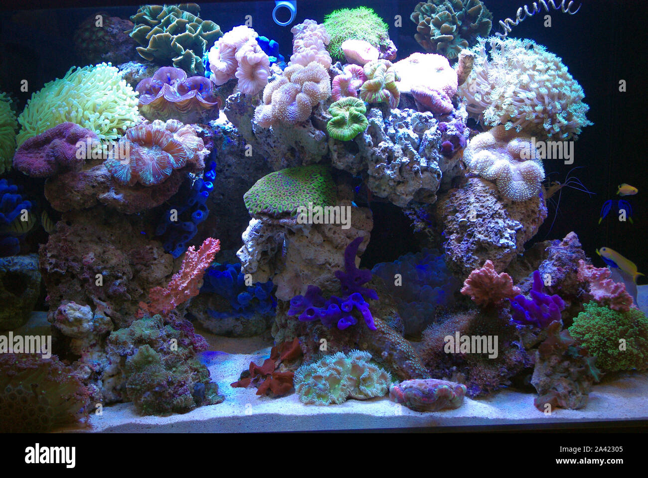 Reef ecosystem reproduction hi-res stock photography and images - Alamy