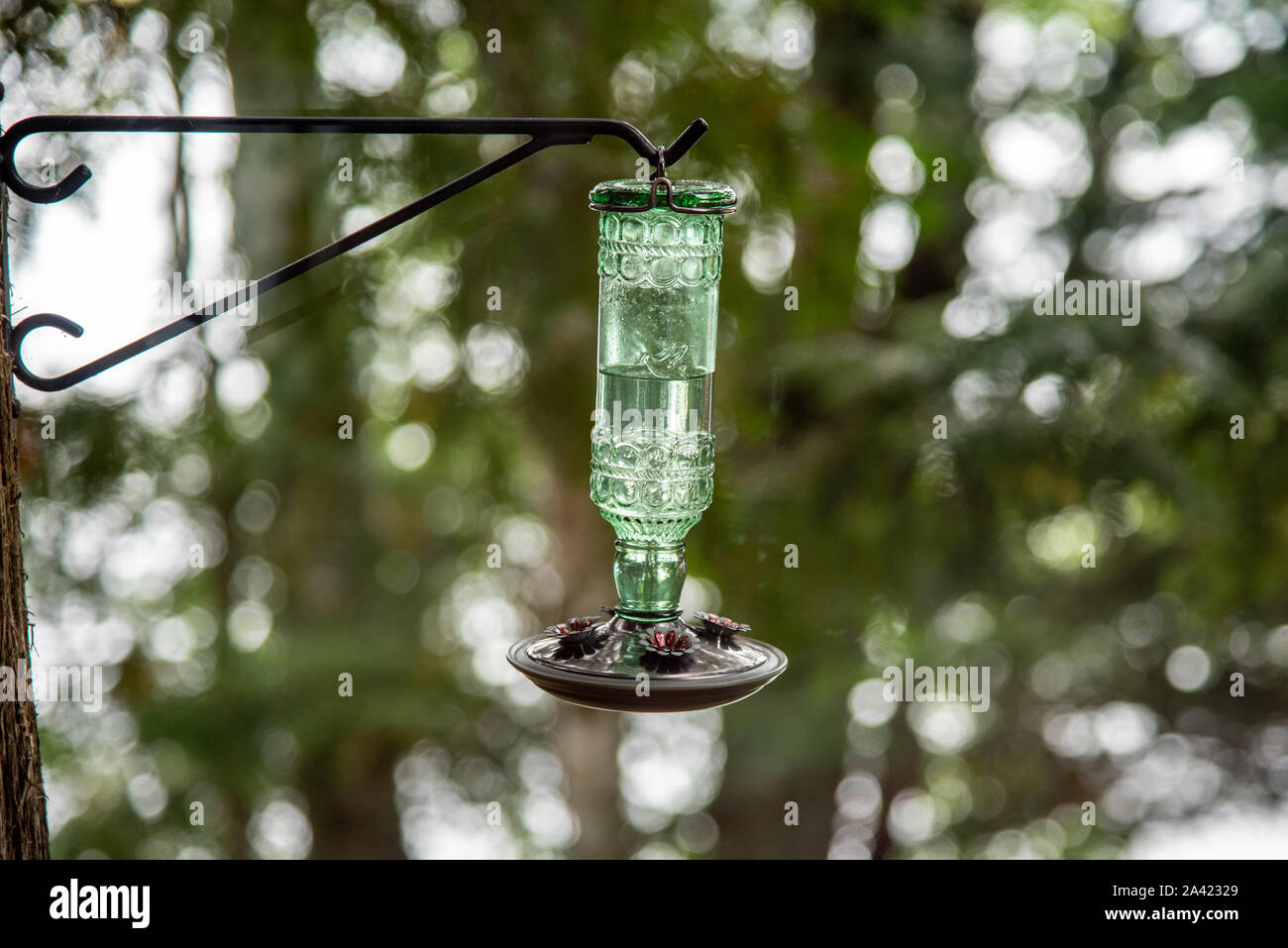 Hummingbird water dispenser hanging from a tree Stock Photo - Alamy